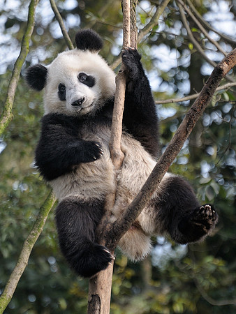 Vanishing Cultures Photography | Giant Panda | Good view